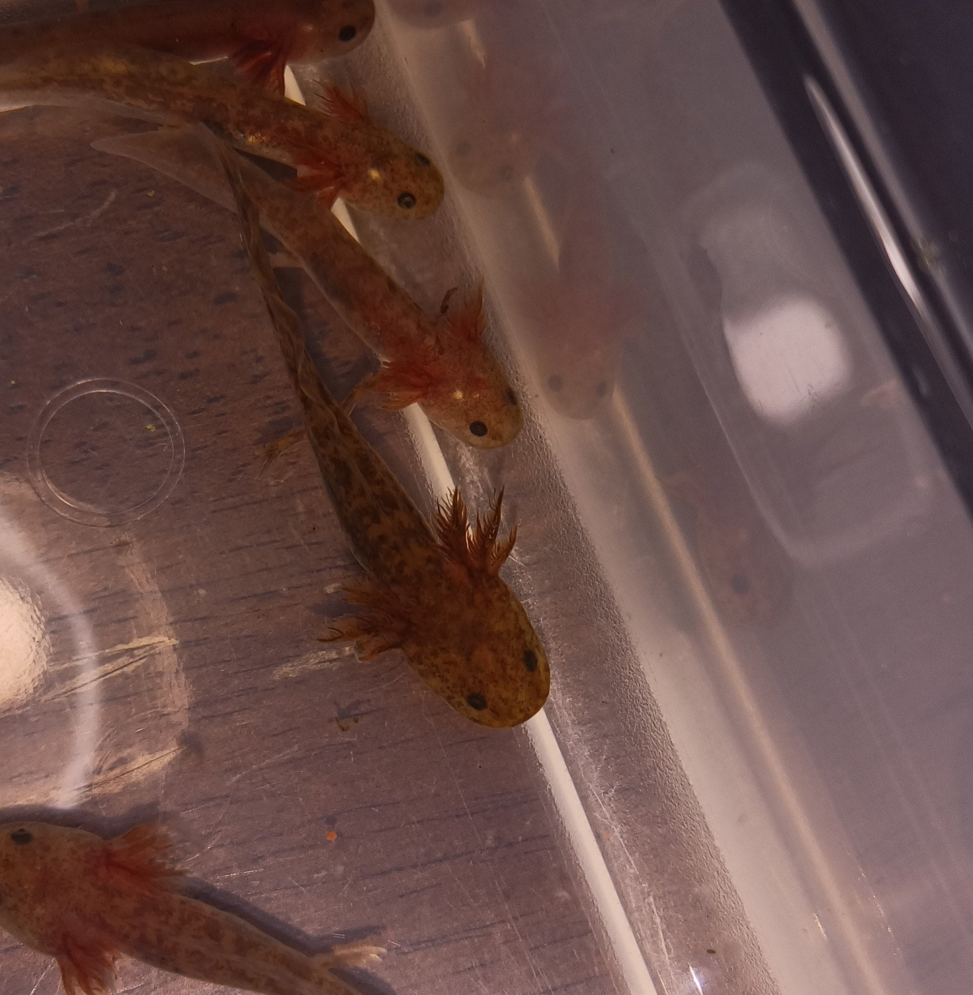 Copper Axolotl Hatchling
