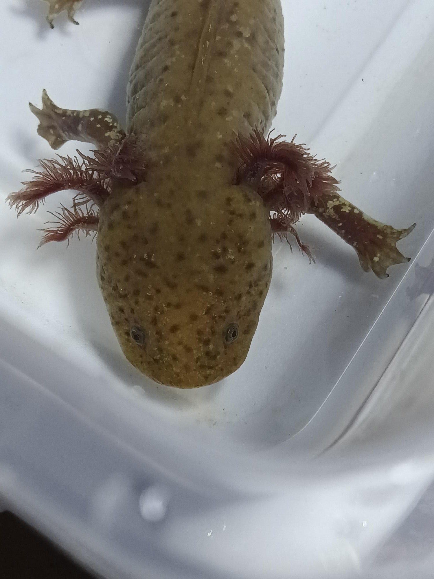 copper axolotl morph