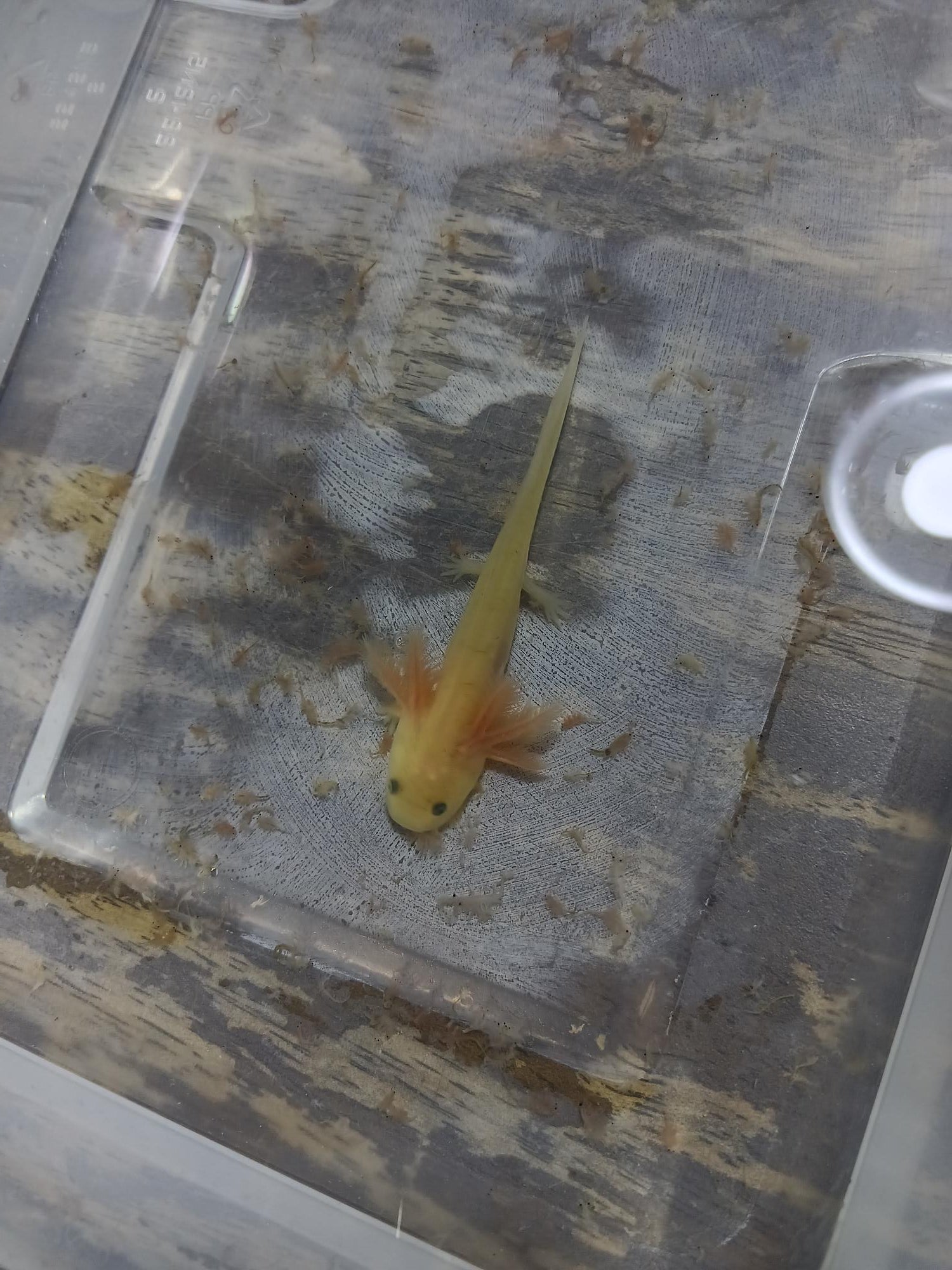Leucistic Axolotl Glow In The Dark