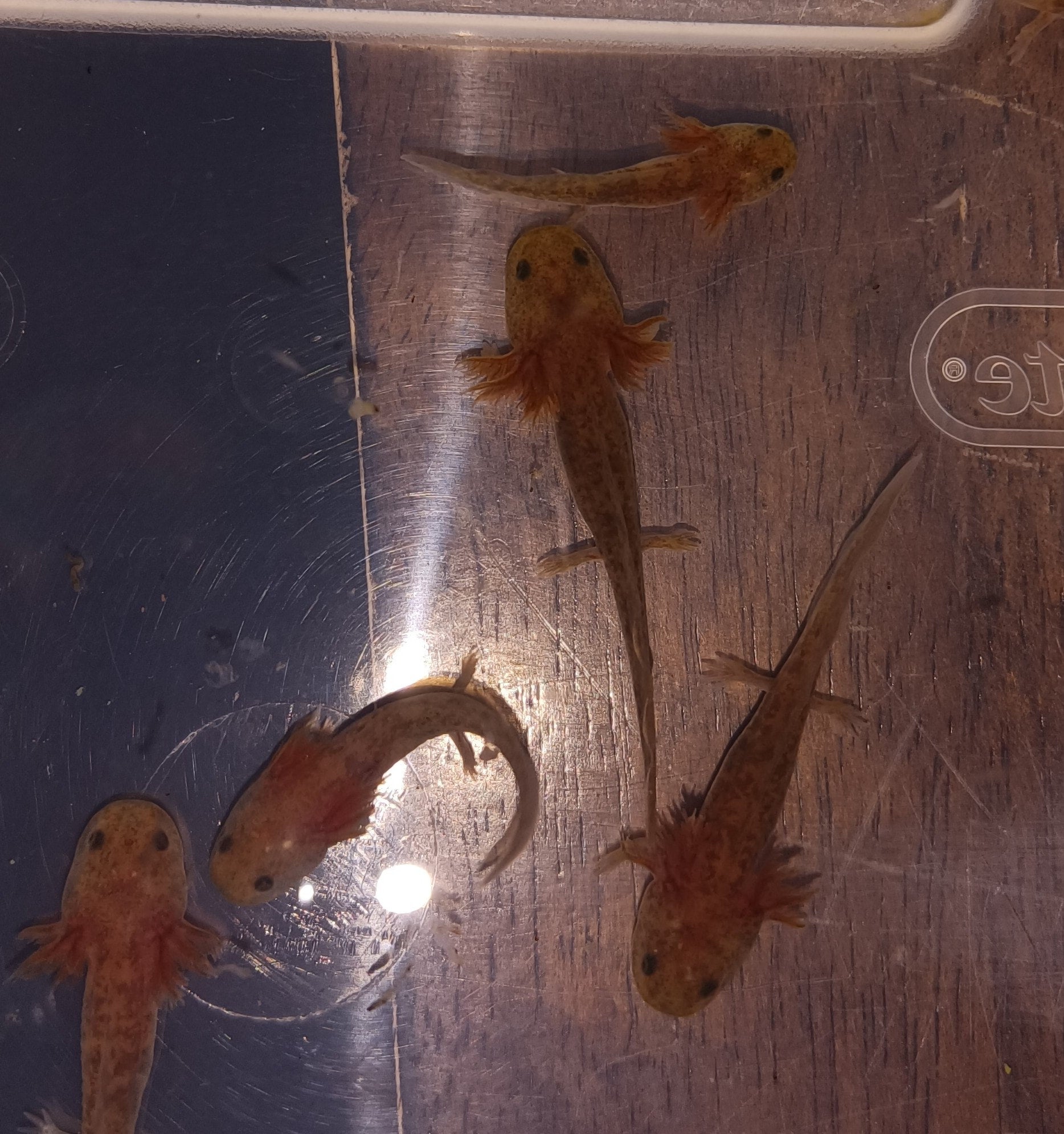 copper axolotl morph