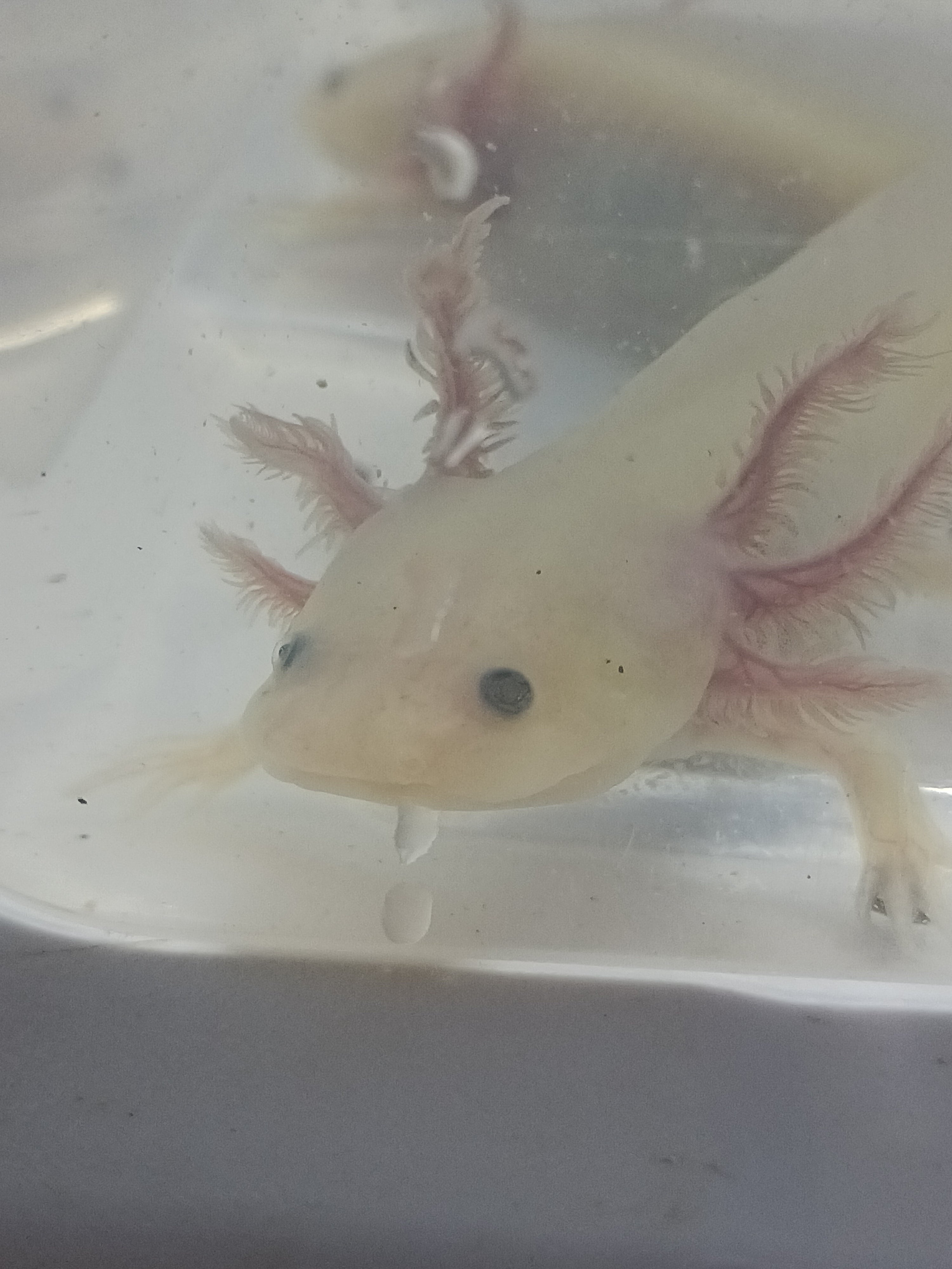 gfp leucistic