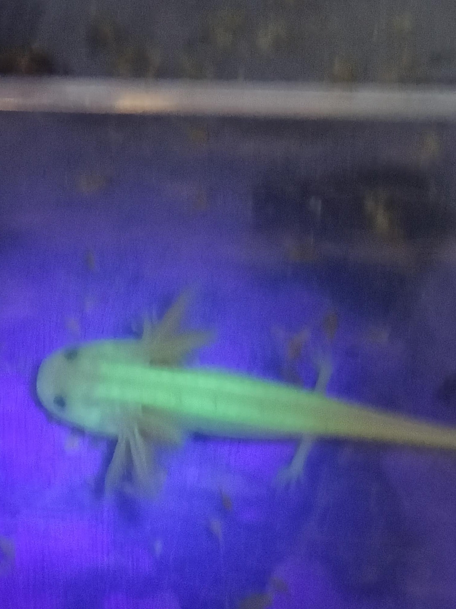 gfp leucistic