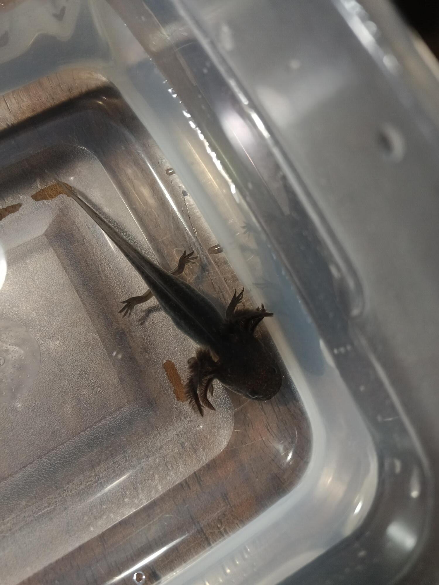 Melanoid/Wild Axolotls for Sale. UNDER $50! | Oomie's Crafts 'n Critters