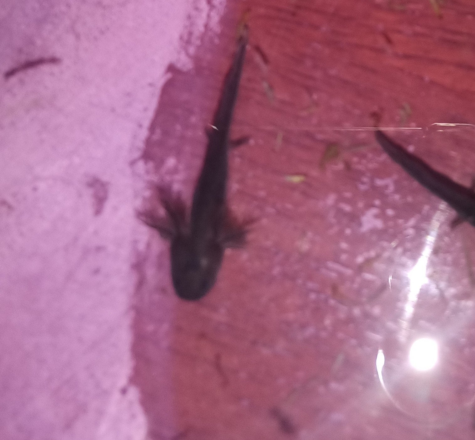 Melanoid/Wild Axolotls for Sale. UNDER $50! | Oomie's Crafts 'n Critters
