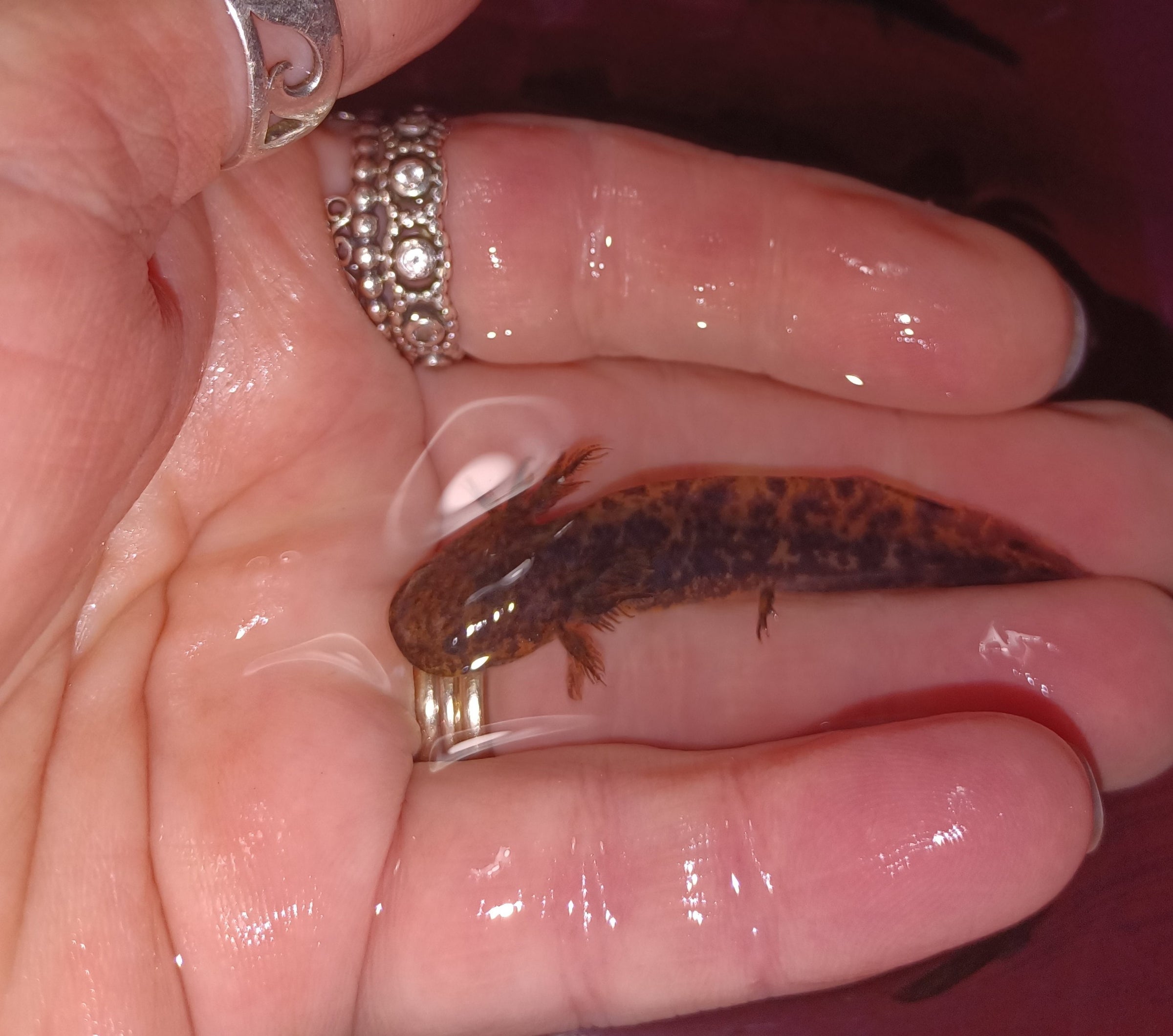 Melanoid/Wild Axolotls for Sale. UNDER $50! | Oomie's Crafts 'n Critters