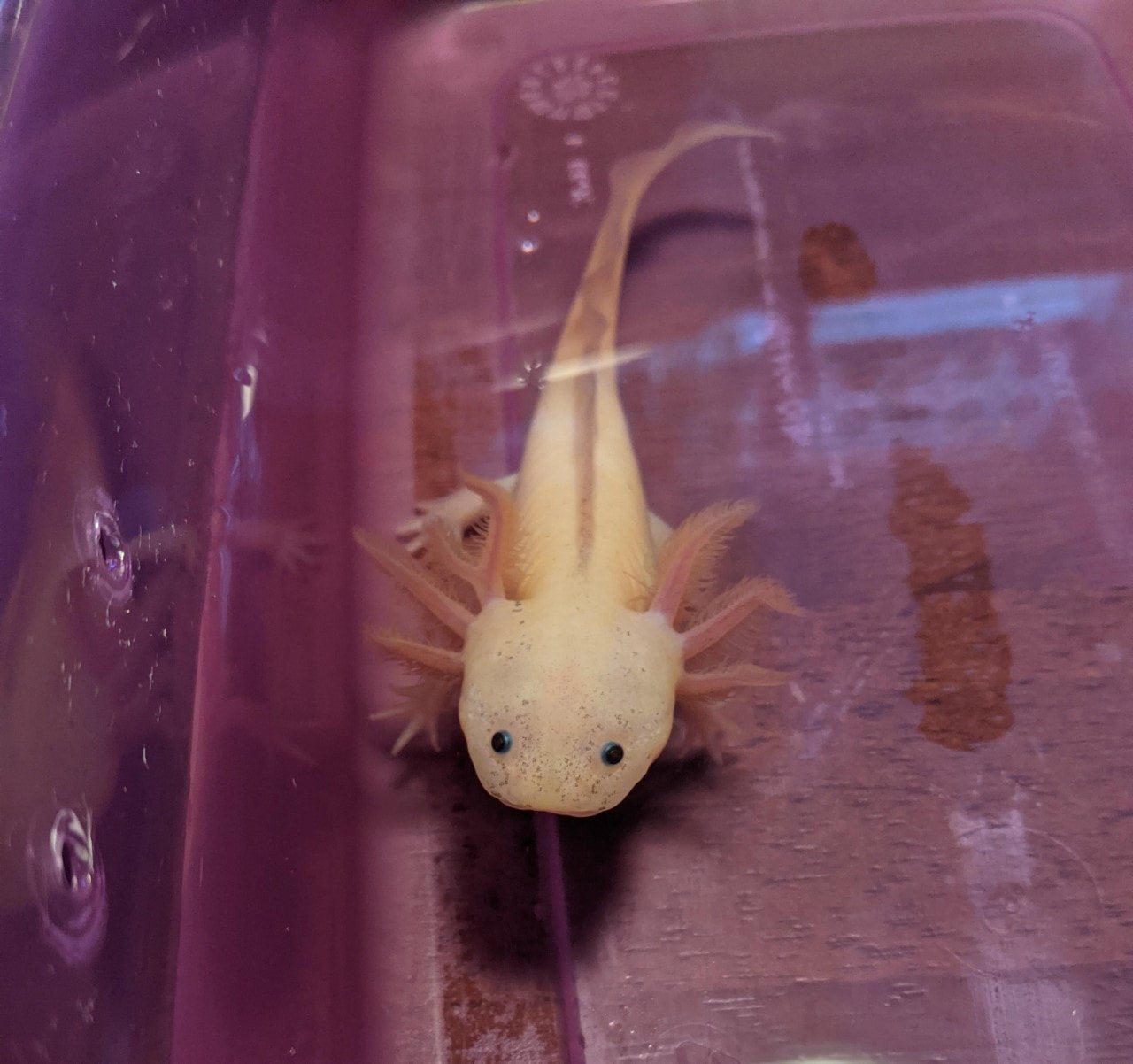 Pink Axolotl For Sale