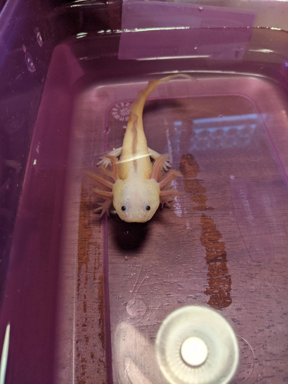 Live Axolotls for Sale. UNDER $50 | Oomie's Crafts 'n Critters