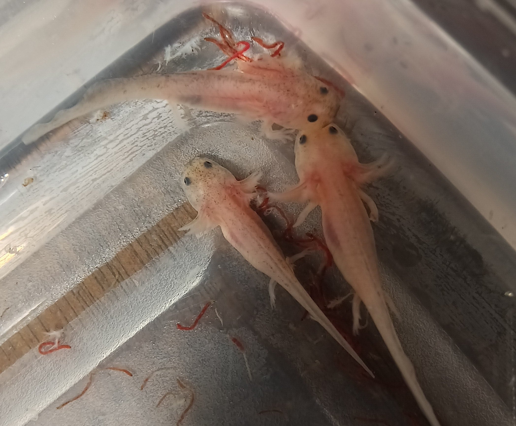 Live Axolotls for Sale. UNDER $50 | Oomie's Crafts 'n Critters